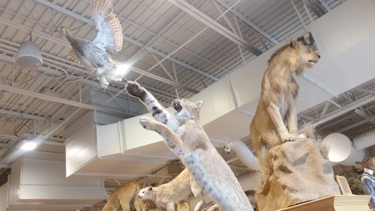 Scheels, Fargo | Gun Shop Guide